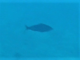Finally... light wind, caught an opelu... but missed the fish! - Hawaii ...