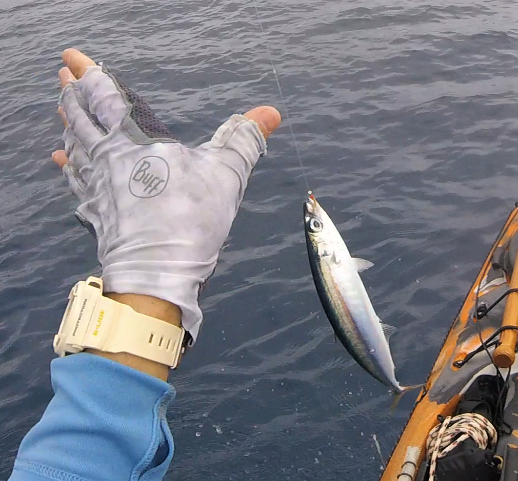 Live opelu is way better than fresh opelu! - Hawaii Nearshore Fishing