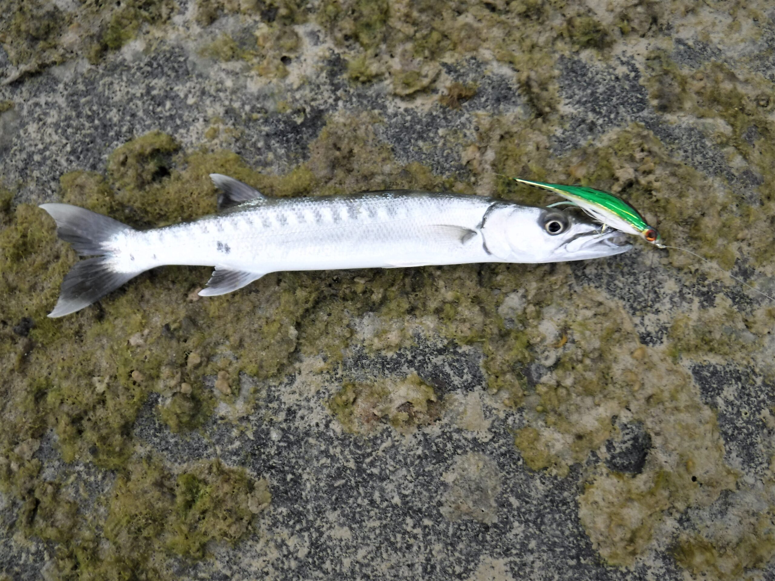 Holoholo: Hookum Flies restocked! Read how to fish ’em.