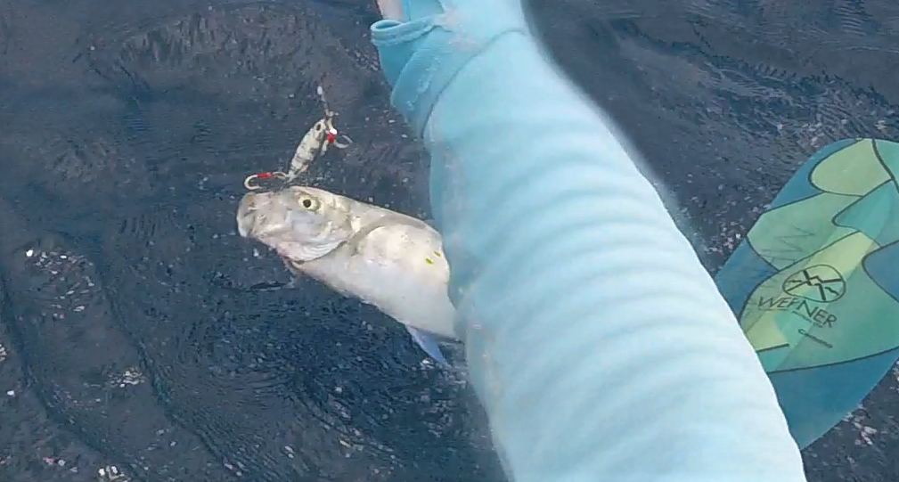 Opelu only attracted sharks so we dropped down to jigs and damashi to ...