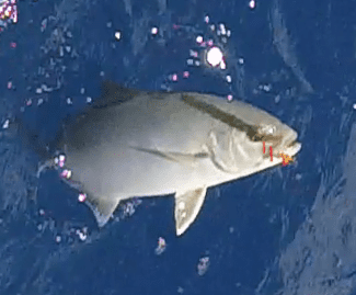 almaco-jack-eye-and-jaw