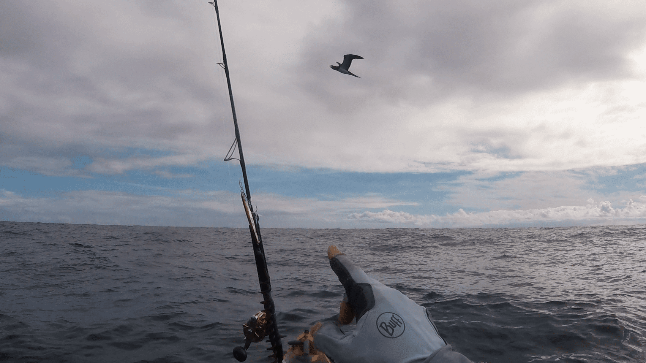 bird showing bait